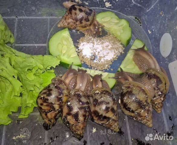 Отдам маленьких ахатин