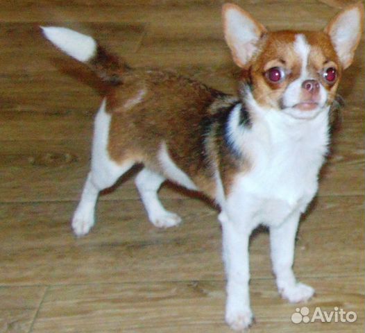 Чихуахуашечка мини девочка