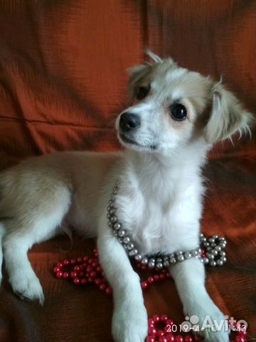 Джек рассл терьер