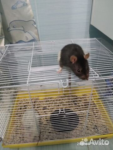 Отдам даром домашних крысок с клеткой