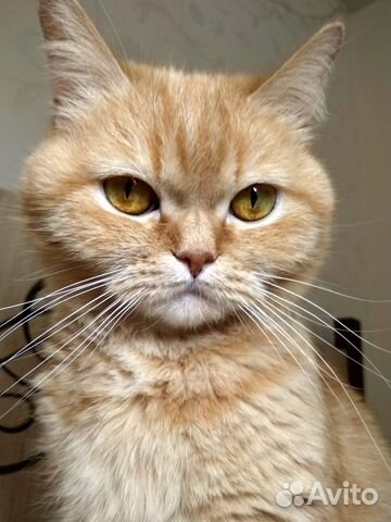 Вязка с котом