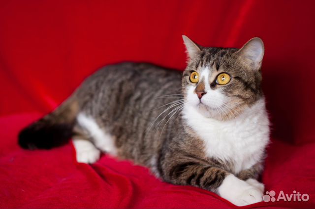 Обаятельная кошка Ватрушка, 3 года