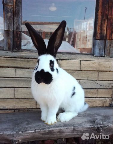 Немецкий пестрый великан, новозеландская белая