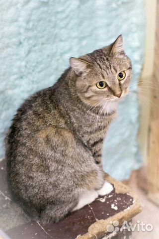 Отдадим котика в добрые руки