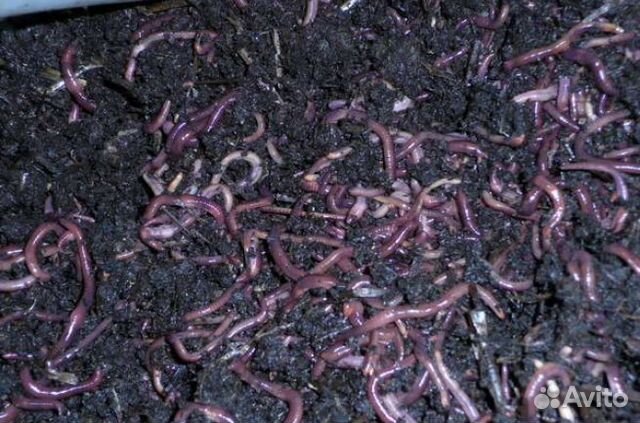 Червь калифорнийский