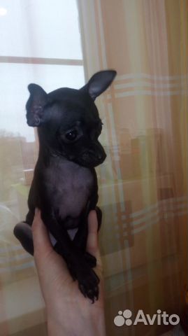 Тэя нежный ангел