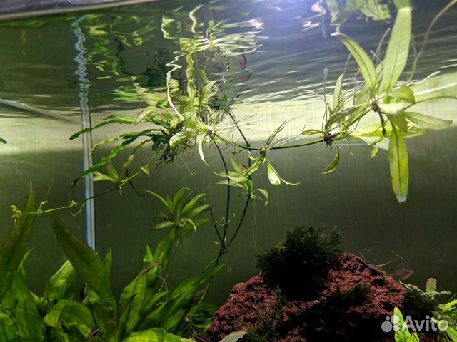 Эхинодорус амазонский (детки)