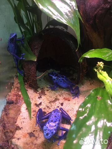 Голубой древолаз (лат. Dendrobates azureus)