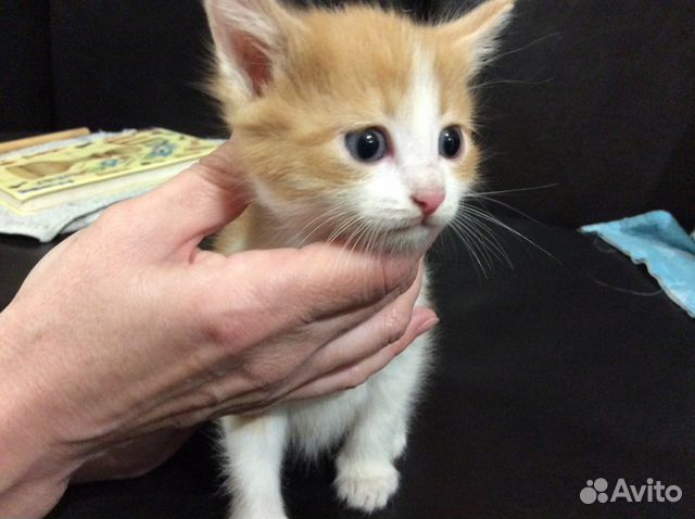 Отдам в добрые руки