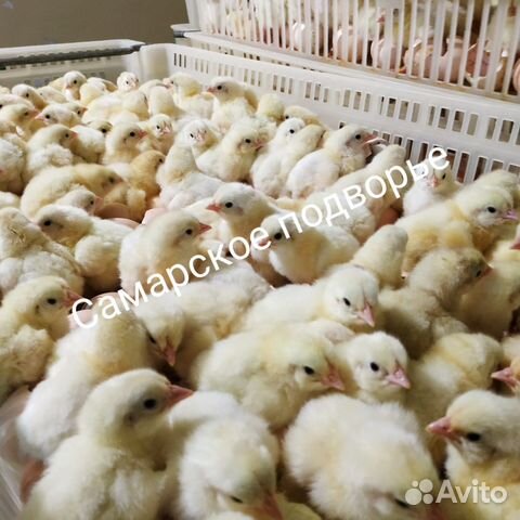Цыпленок бройлера Кобб 700, Росс 308