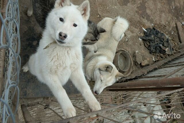 Сибирский хаски