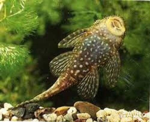 Отдам сомов анциструсов