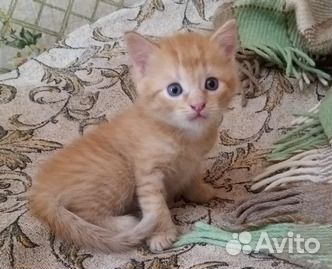 Отдам котенка норвежской лесной