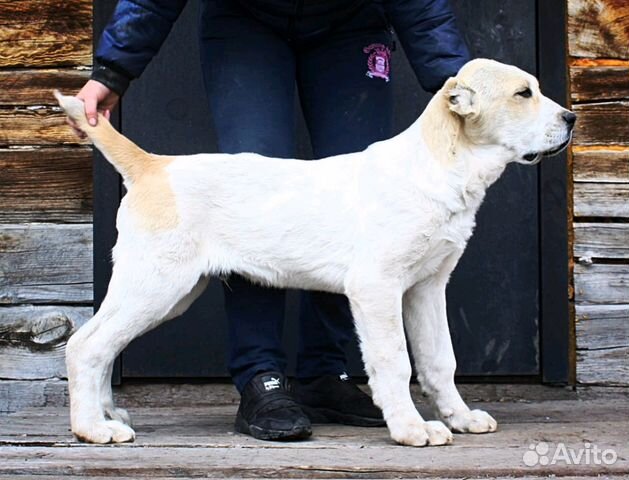 Щеночки сао (алабай) с документами