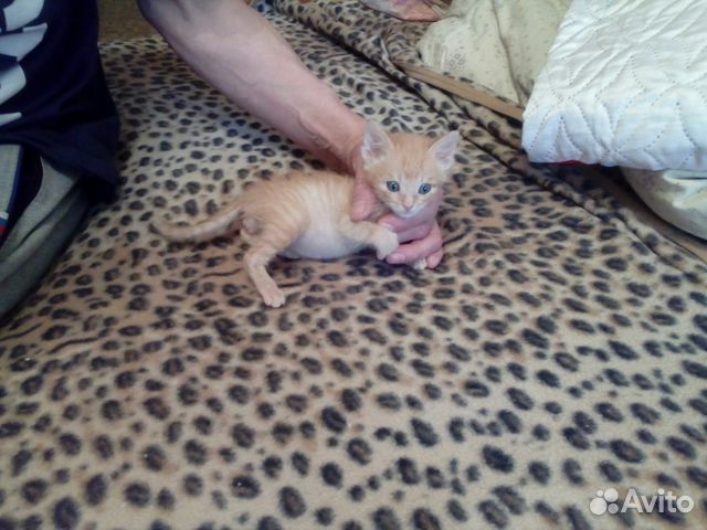 Рыжее чудо Котенок