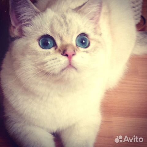 Сладкий эксклюзивный золотой шиншила колор пойнт