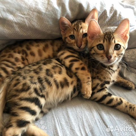 Бенгальские сладкие малыши