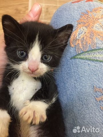 Котенок