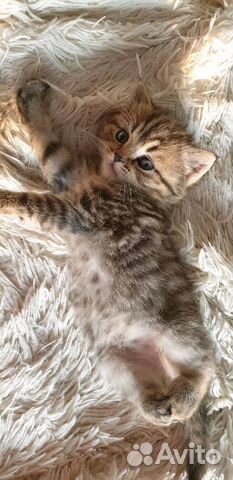 Плюшевый котенок