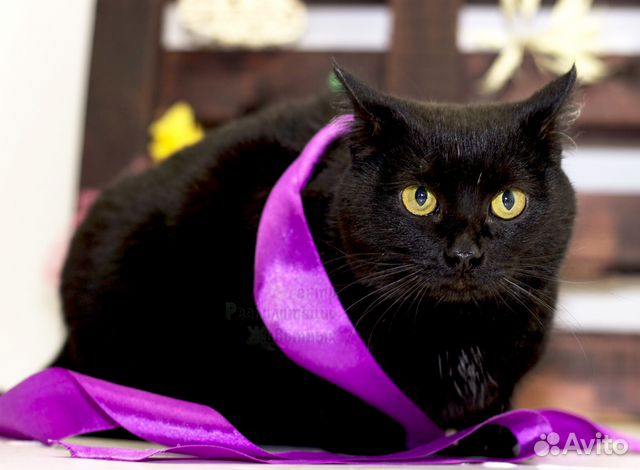 Красотка челси ищет семью