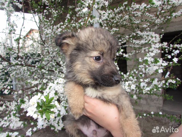 Щенок Барни в добрые руки