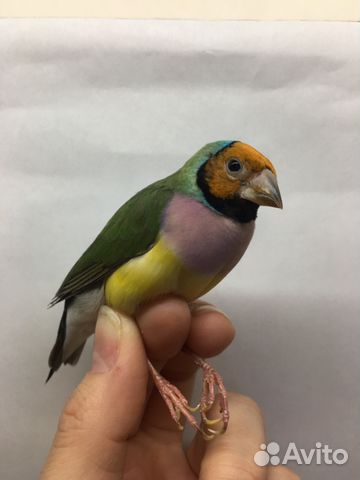 Амадины Гульда 2 самочки