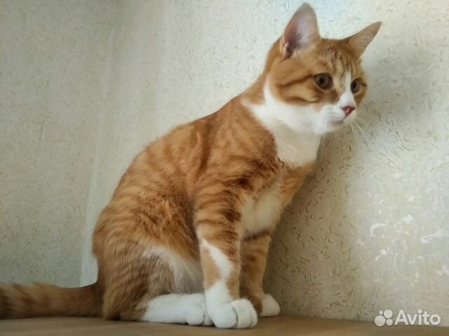 Кот Элвис 1,5 года