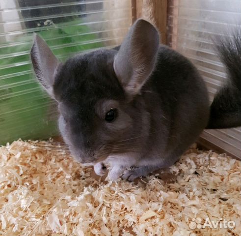 Шиншилла мальчик Фиолетовый эбони