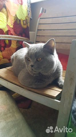Британец