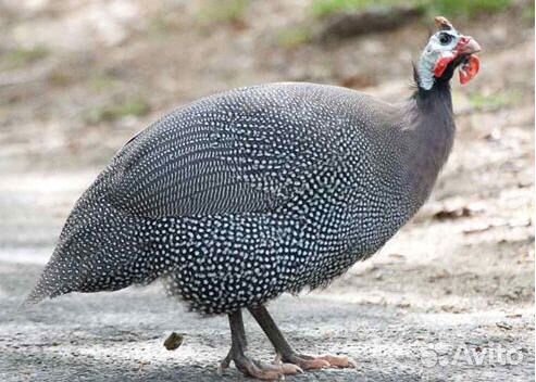 Цесарки и цеплята