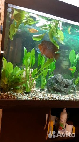 Фловер хорн