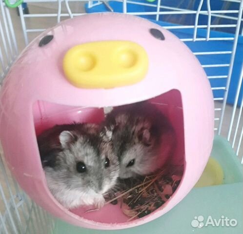 Джунгарики