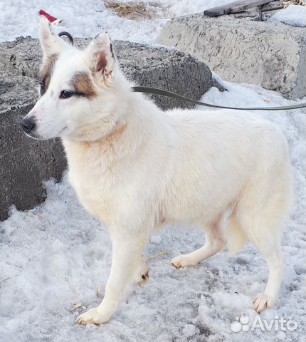 Красавица Кира