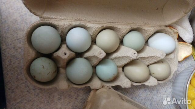 Инкубационное яйцо Ухейилюй