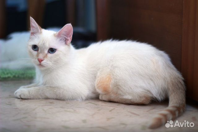 Голубоглазая кошечка окраса ред-пойнт. Стерилизова