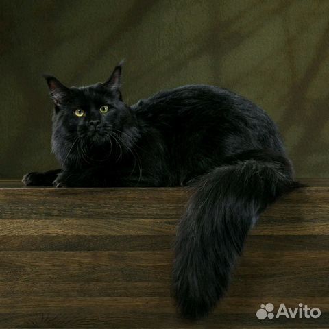 Мейн-Кун вязка