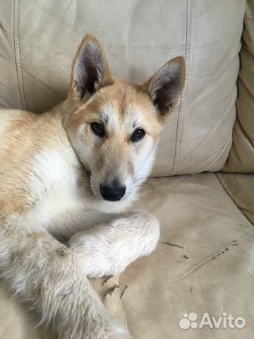 Девочка лаечка 5 месяцев