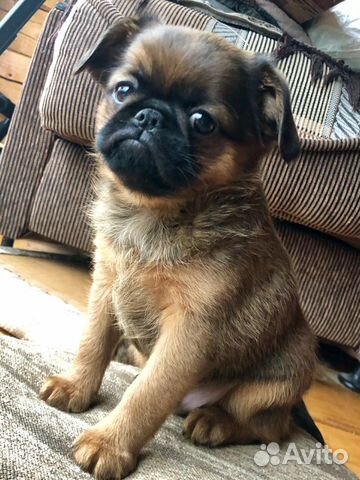 Мальчик брабик