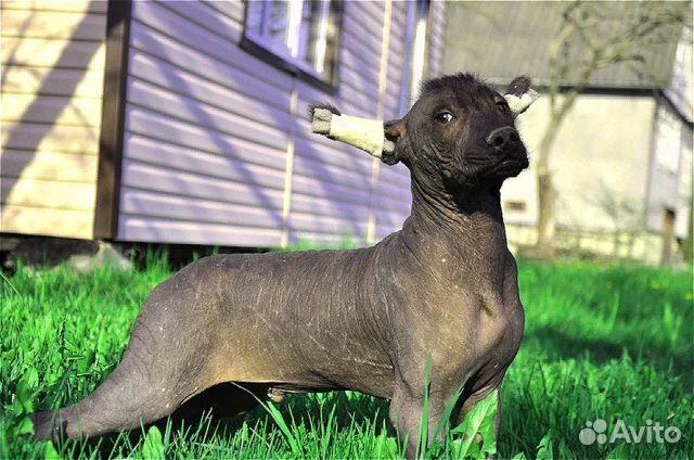 Щенки ксолоитцкуинтли.3 месяца