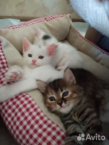 Котята в хорошие руки