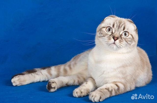 Ищем опытного кота для вязки скоттиш фолд