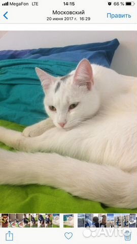 Белоснежный котик Ромео ищет дом