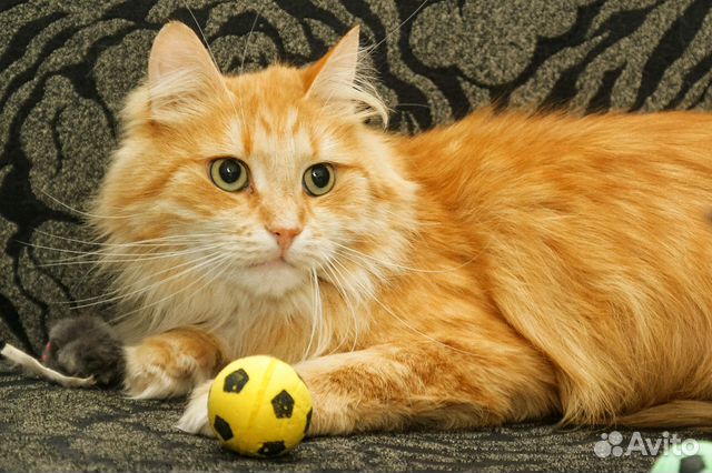 Ищет дом солнечный котик Лео, добрый и спокойный м