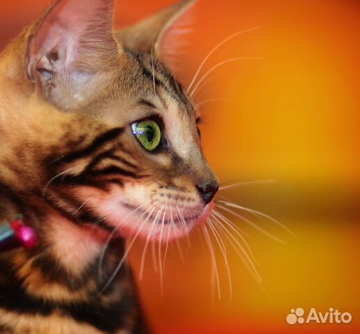 Котята и взрослая кошка из питомника