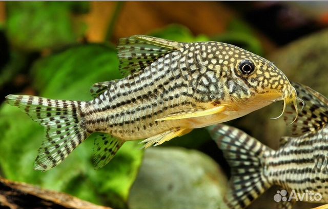 Сомы 6шт обмен на растения