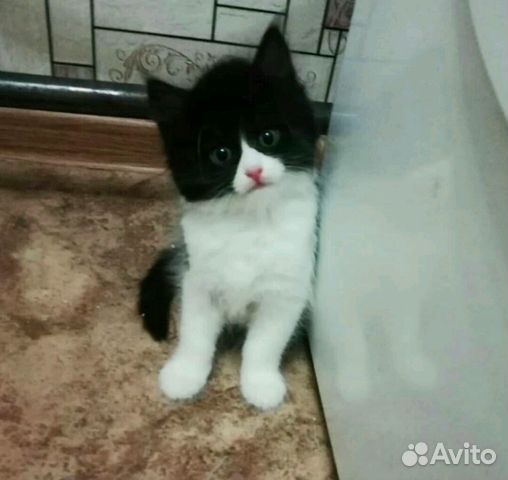 Котятки