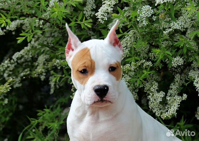 Крупный крепкий мальчик амстаффа 2,5 мес