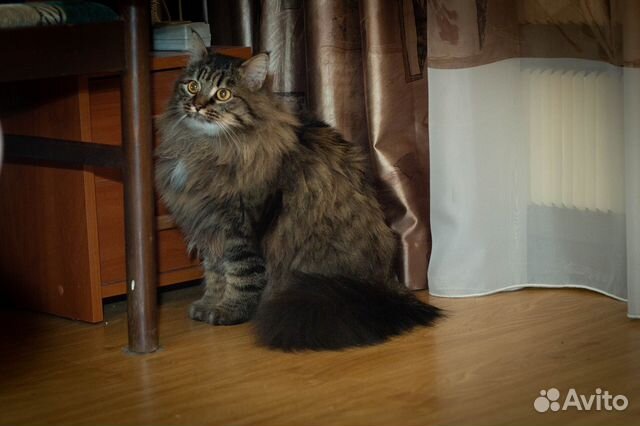 Кот красавец
