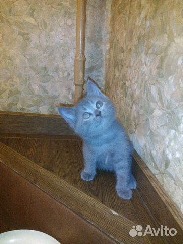 Плоды плюшевой любви)