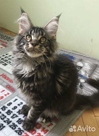 Котик Патрик